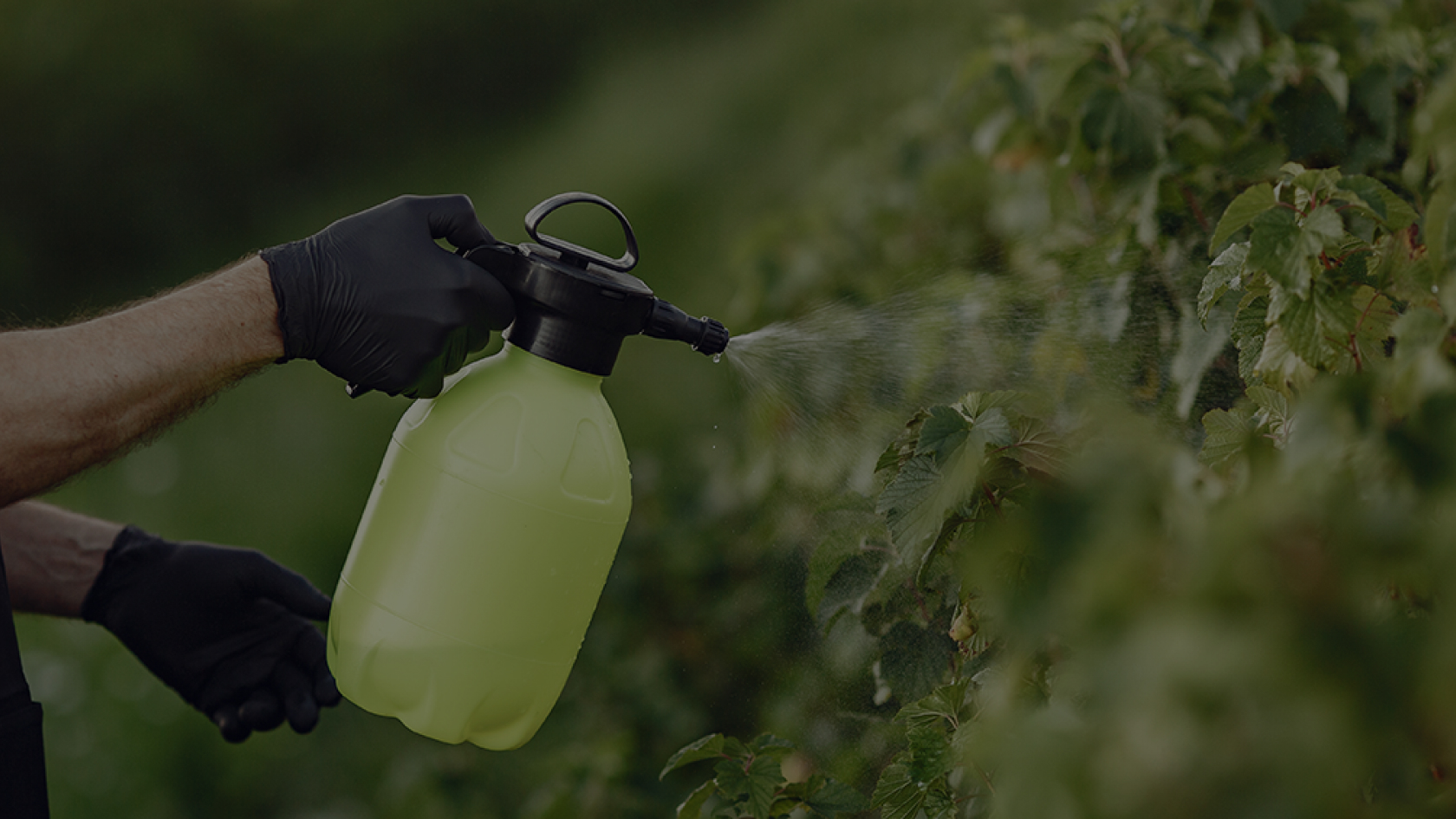 Foliar Fertilization Learn More About Foliar Fertilization